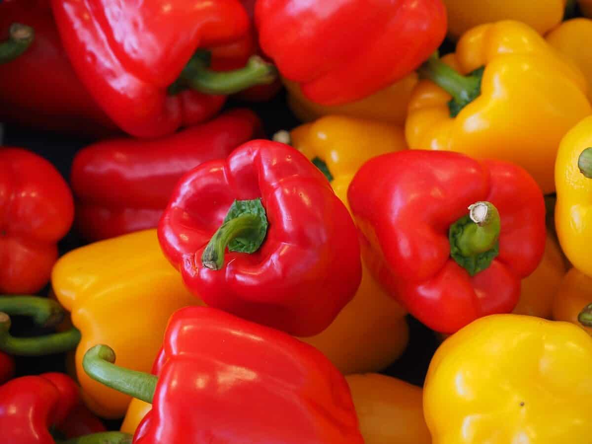 À quelle date planter les poivrons ? – À quelle date